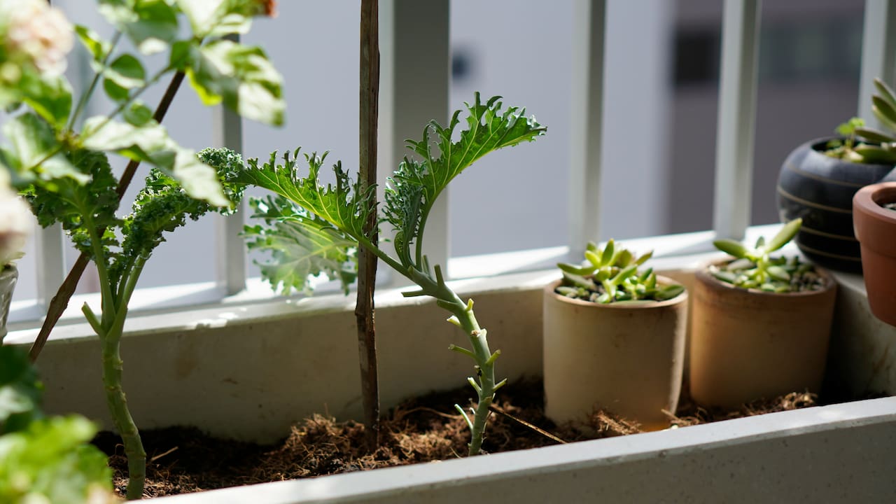 Best Vegetables to Grow on a UK Balcony - The Garden Patch
