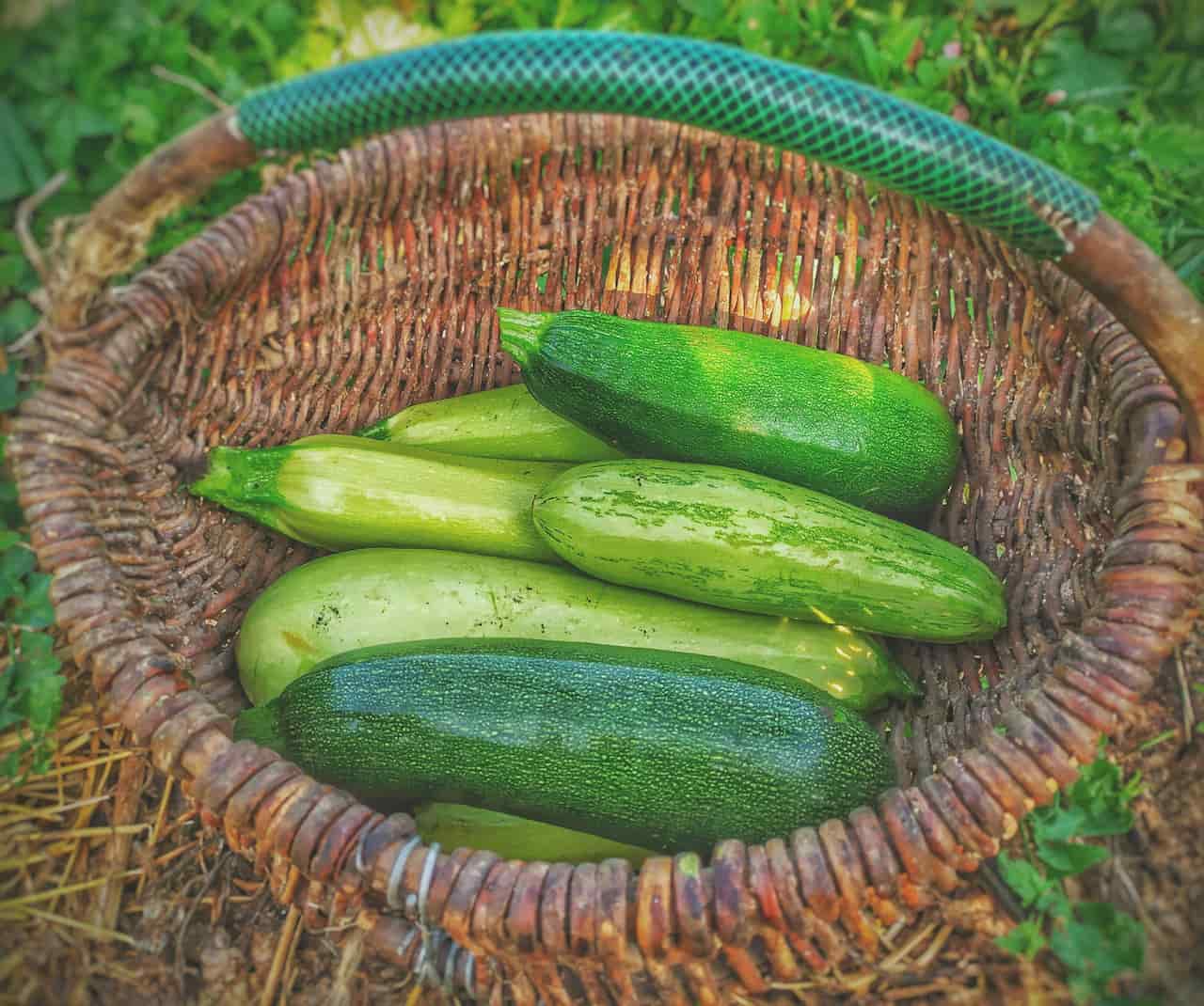 How to Grow Courgettes in the UK - Complete Guide - The Garden Patch