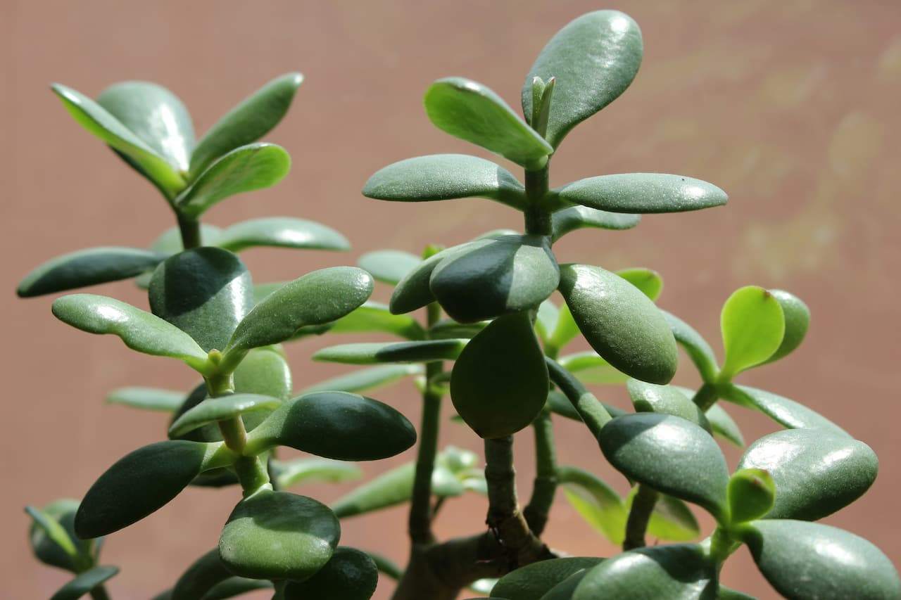 How to Care for a Jade Plant in the UK - Complete Guide - The Garden Patch