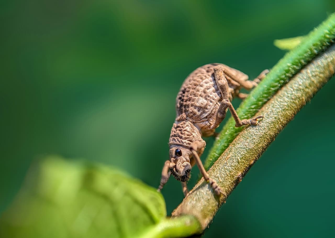 How to Get Rid of Vine Weevil in the UK - Complete Guide - The Garden Patch