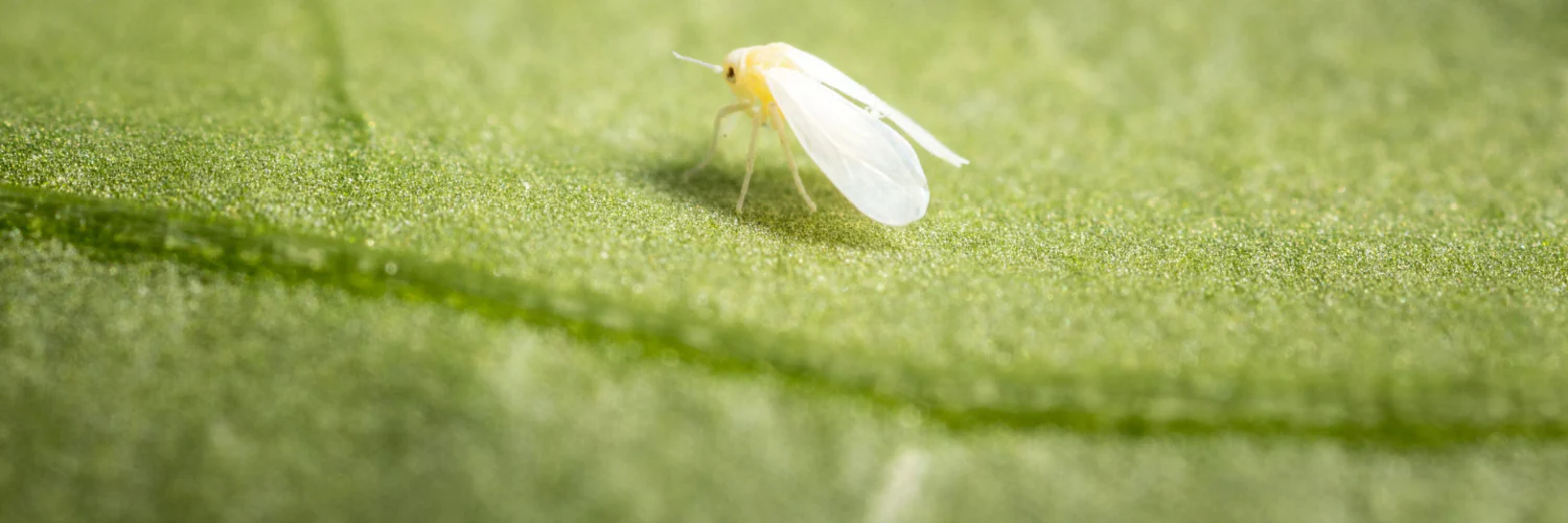How to Get Rid of Whitefly on Plants in the UK - Complete Guide - The ...