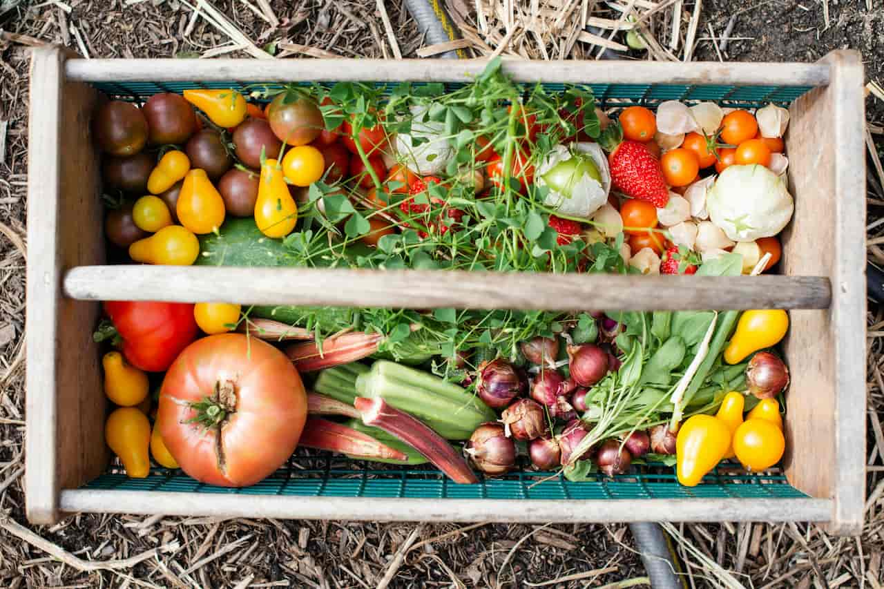 UK Garden Harvest Calendar - What to Harvest Every Month - The Garden Patch